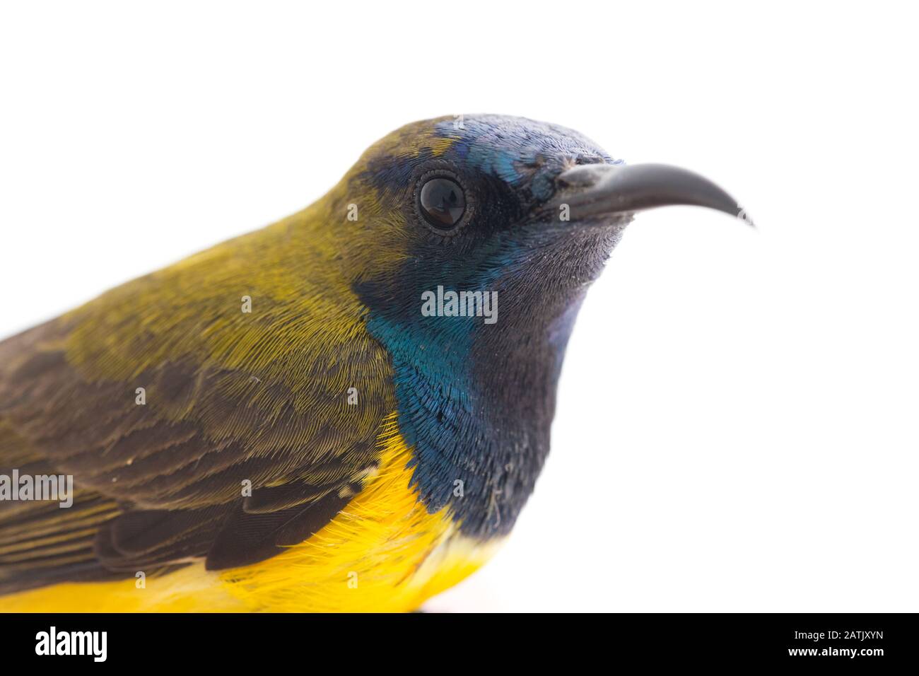 Male Olive-backed sunbird - Cinnyris jugularis, ( Nectarinia jugularis ...