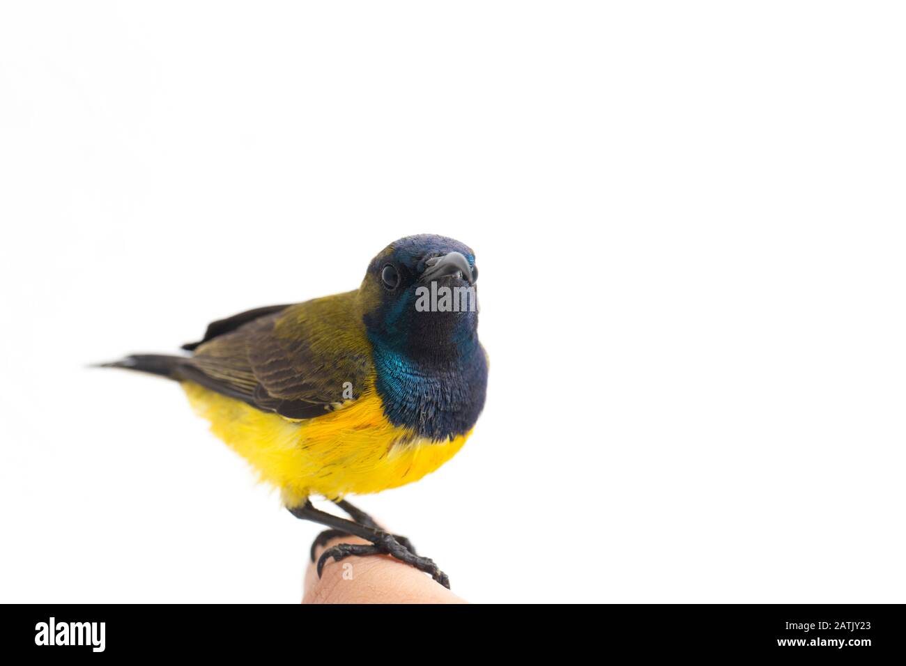Male Olive-backed sunbird - Cinnyris jugularis, ( Nectarinia jugularis ...