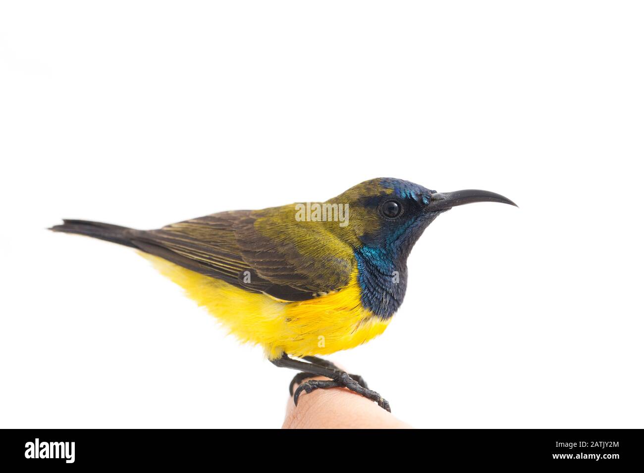 Male Olive-backed sunbird - Cinnyris jugularis, ( Nectarinia jugularis ...