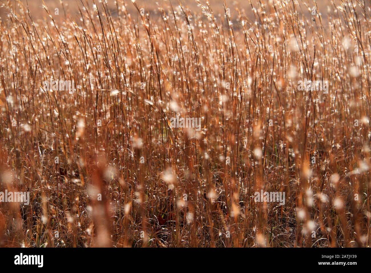 Dry grasses (Beard Grass) on the field in wintertime Stock Photo - Alamy