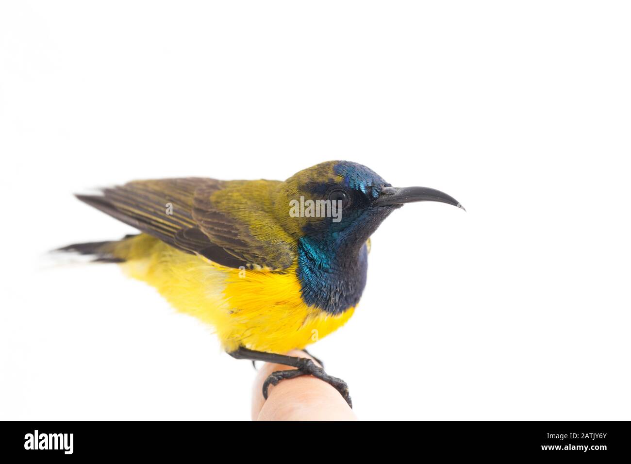 Male Olive-backed sunbird - Cinnyris jugularis, ( Nectarinia jugularis ...