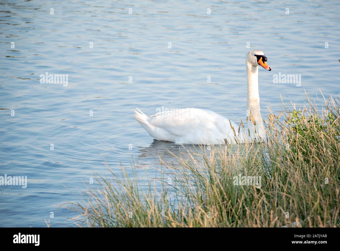 Floating swan hi-res stock photography and images - Alamy