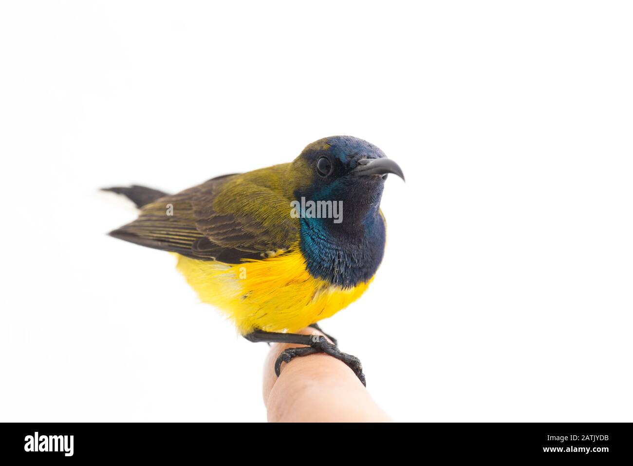 Male Olive-backed sunbird - Cinnyris jugularis, ( Nectarinia jugularis ...