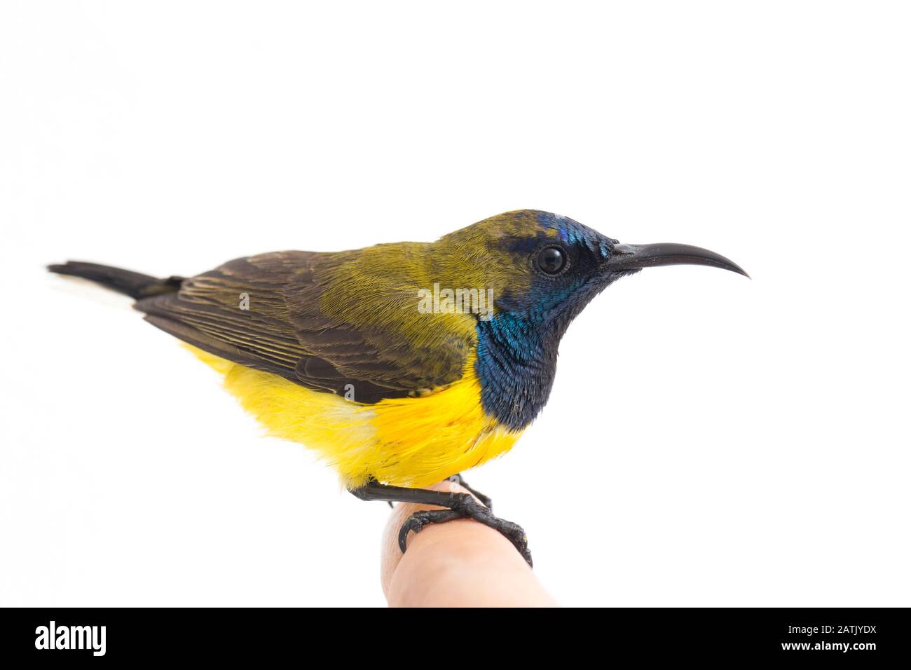 Male Olive-backed sunbird - Cinnyris jugularis, ( Nectarinia jugularis ...