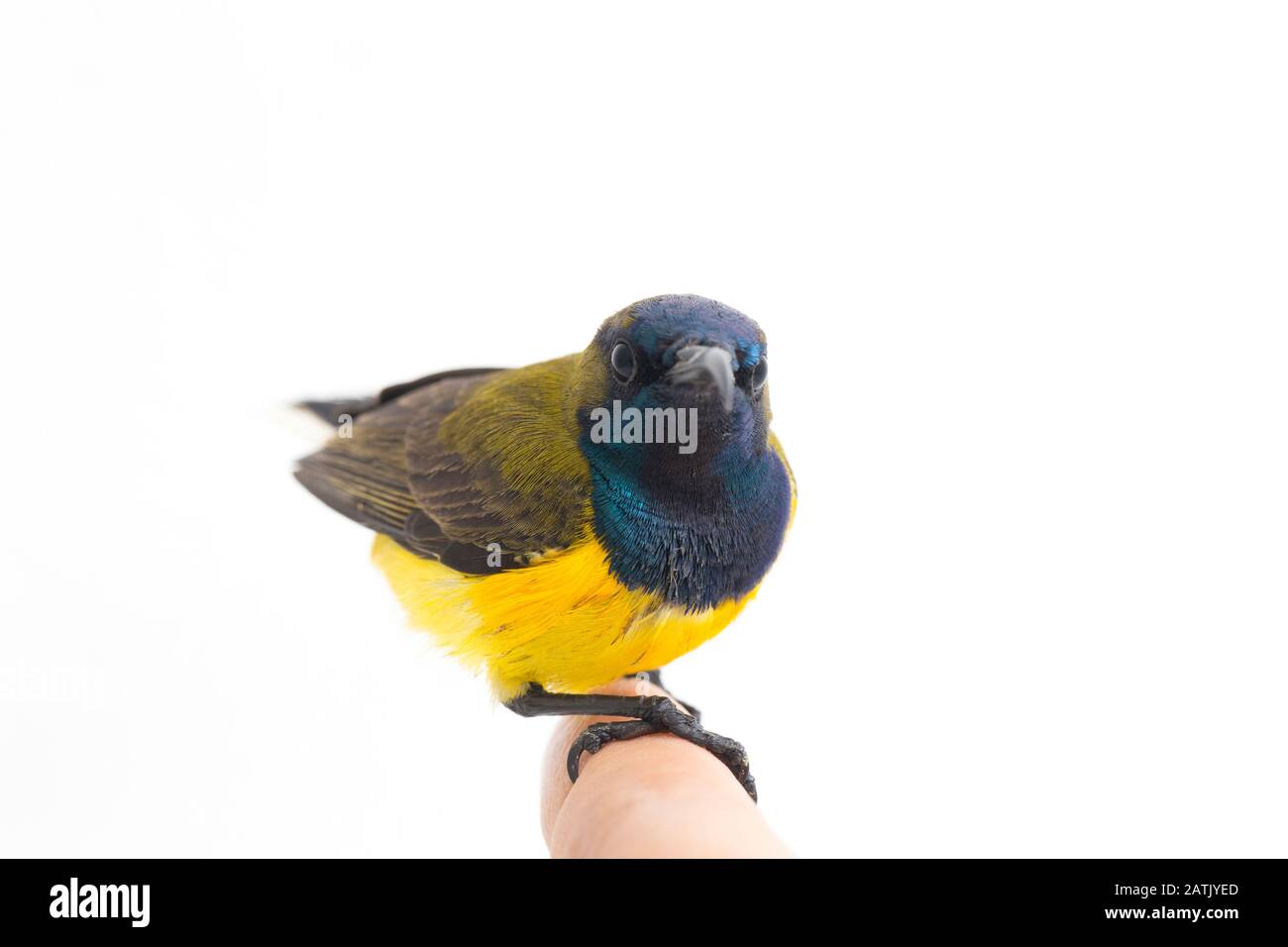 Male Olive-backed sunbird - Cinnyris jugularis, ( Nectarinia jugularis ...