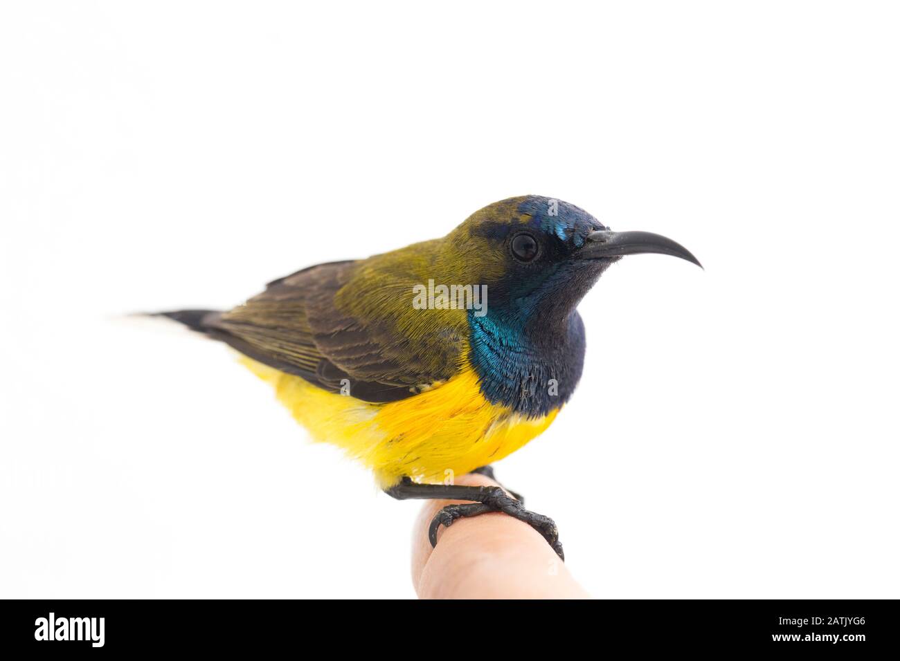 Male Olive-backed sunbird - Cinnyris jugularis, ( Nectarinia jugularis ...