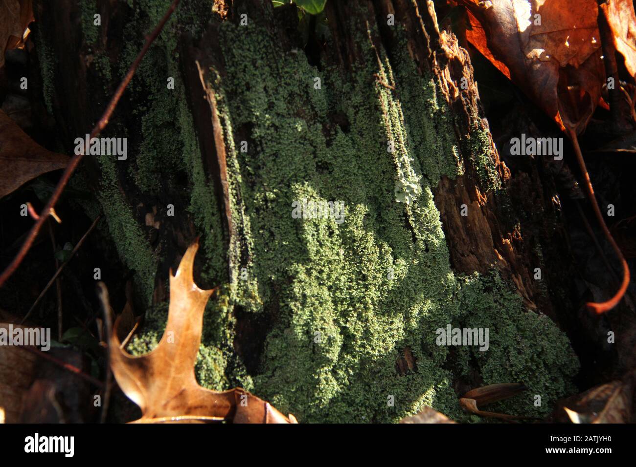 Moss growing on tree hi-res stock photography and images - Alamy