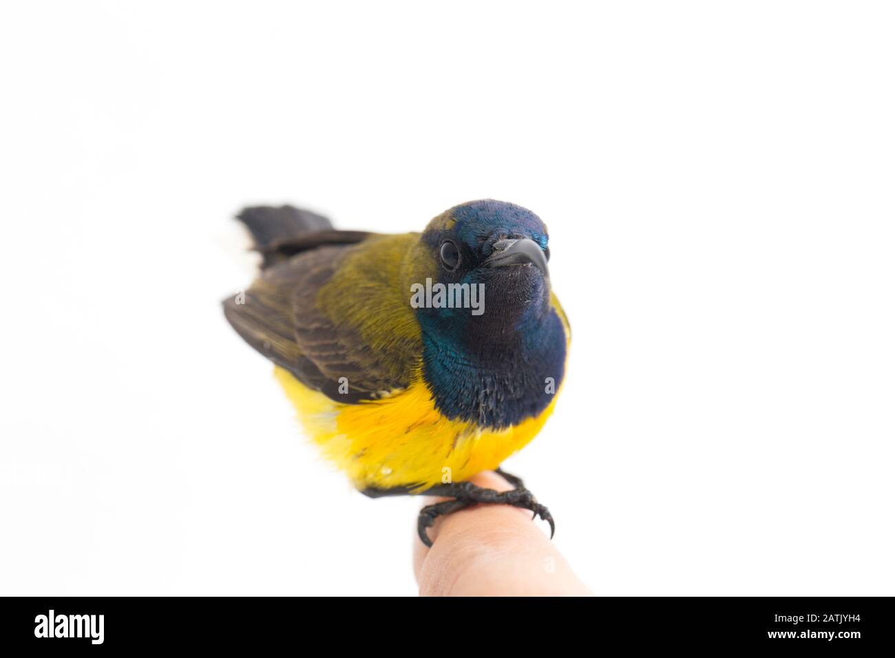 Male Olive-backed sunbird - Cinnyris jugularis, ( Nectarinia jugularis ...