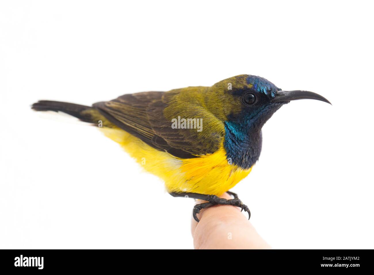 Male Olive-backed sunbird - Cinnyris jugularis, ( Nectarinia jugularis ...