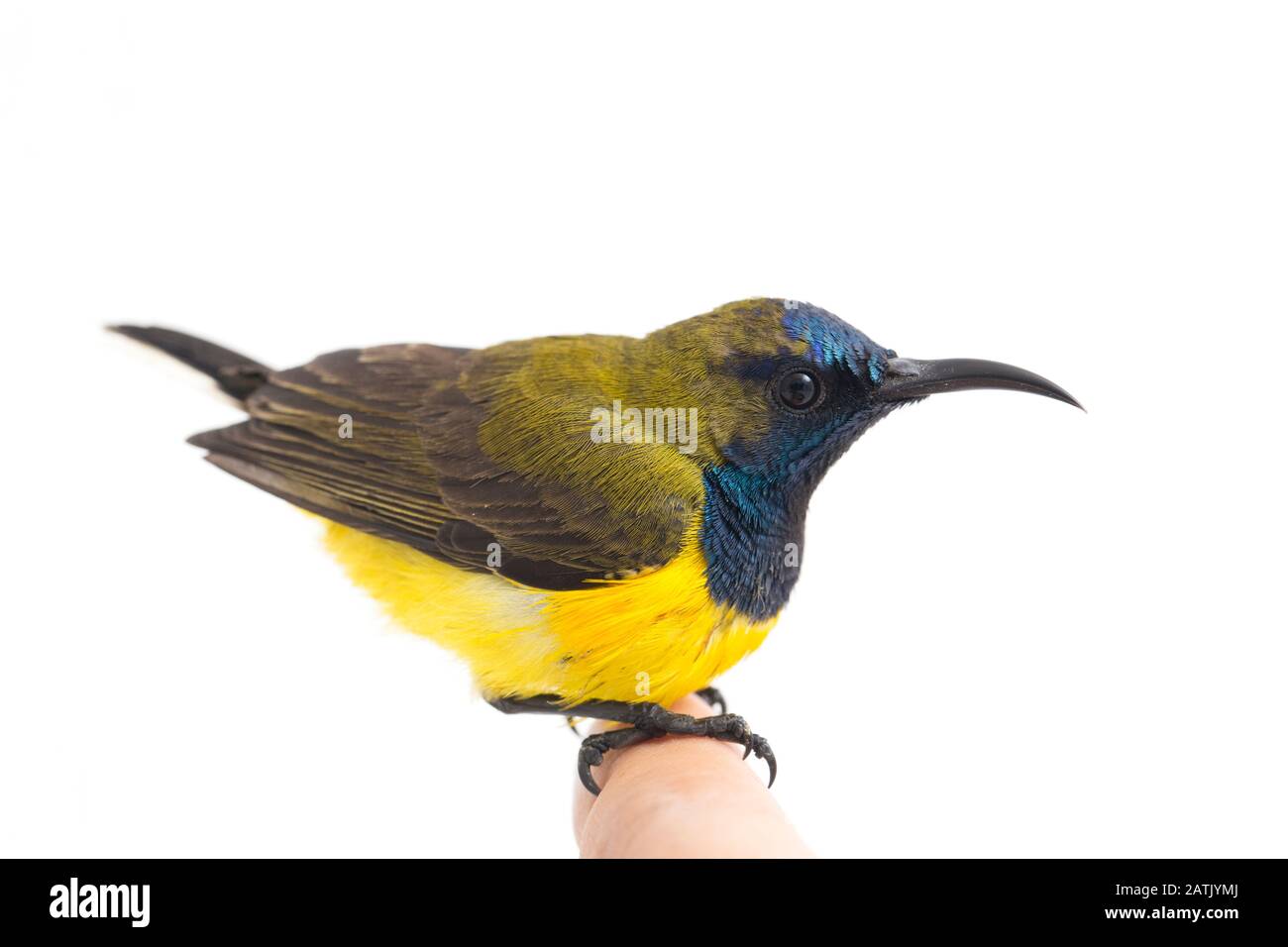 Male Olive-backed sunbird - Cinnyris jugularis, ( Nectarinia jugularis ...