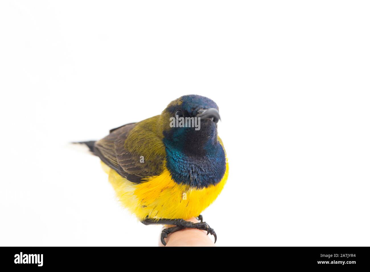 Male Olive-backed sunbird - Cinnyris jugularis, ( Nectarinia jugularis ...