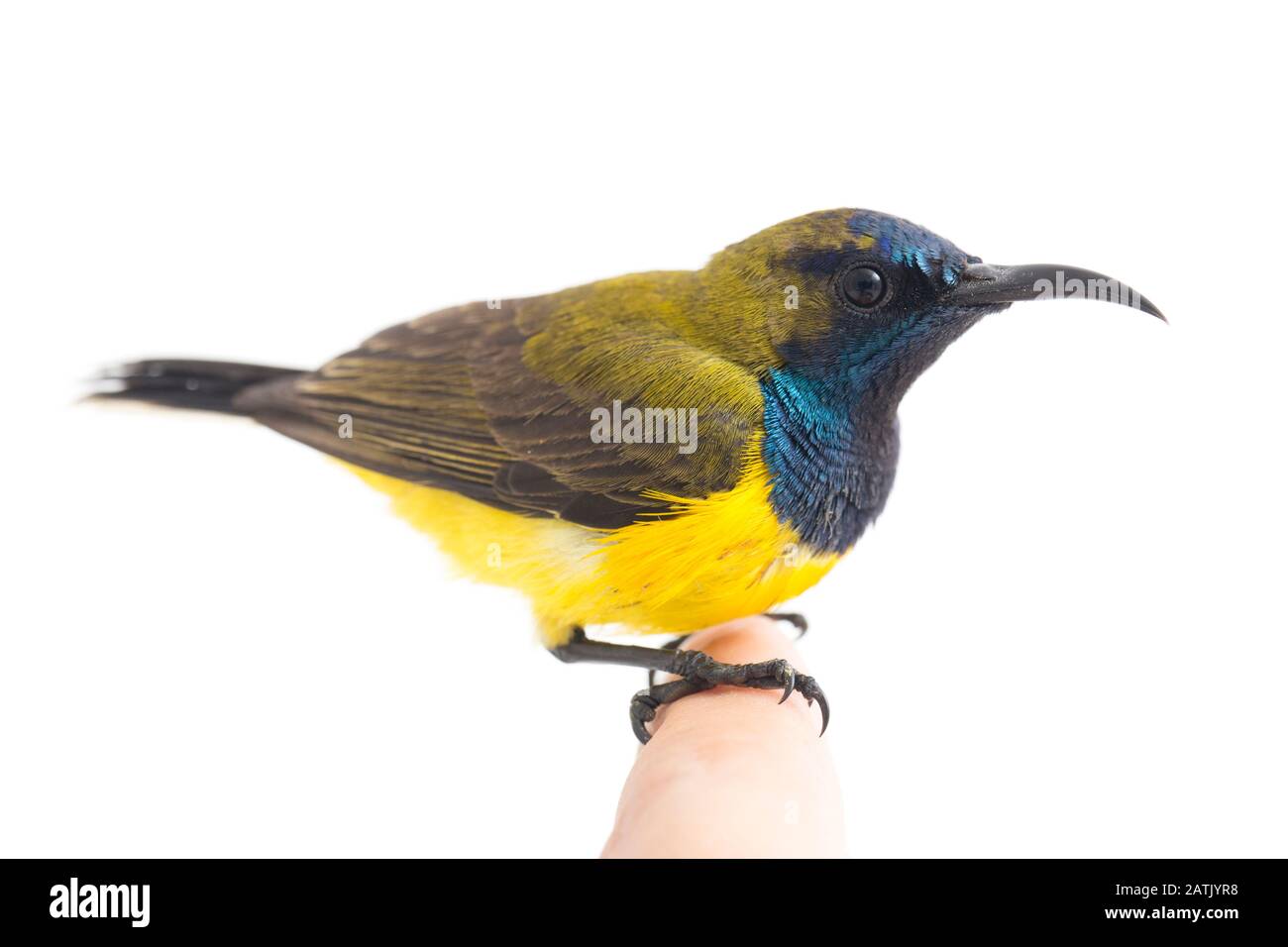 Male Olive-backed sunbird - Cinnyris jugularis, ( Nectarinia jugularis ...