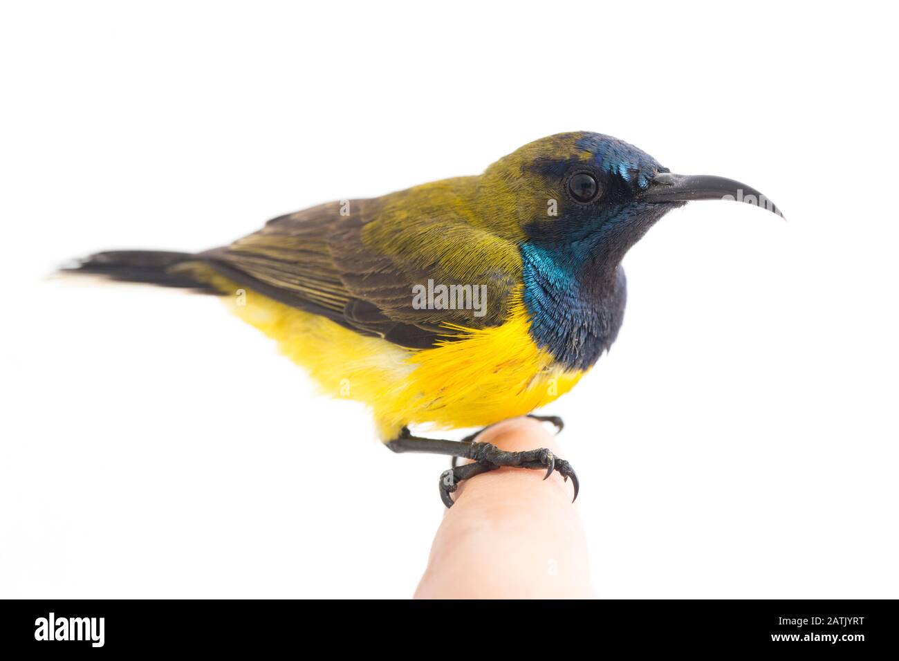 Male Olive-backed sunbird - Cinnyris jugularis, ( Nectarinia jugularis ...
