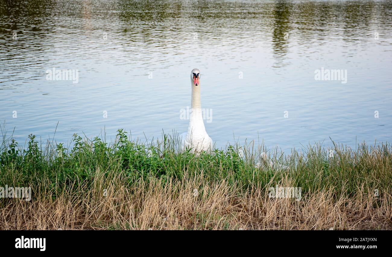 Front view on swan looking into camera. Wild bird. A white swan is ...