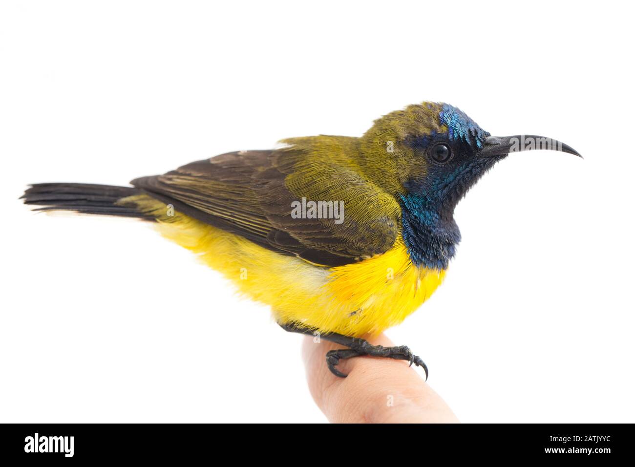 Male Olive-backed sunbird - Cinnyris jugularis, ( Nectarinia jugularis ...