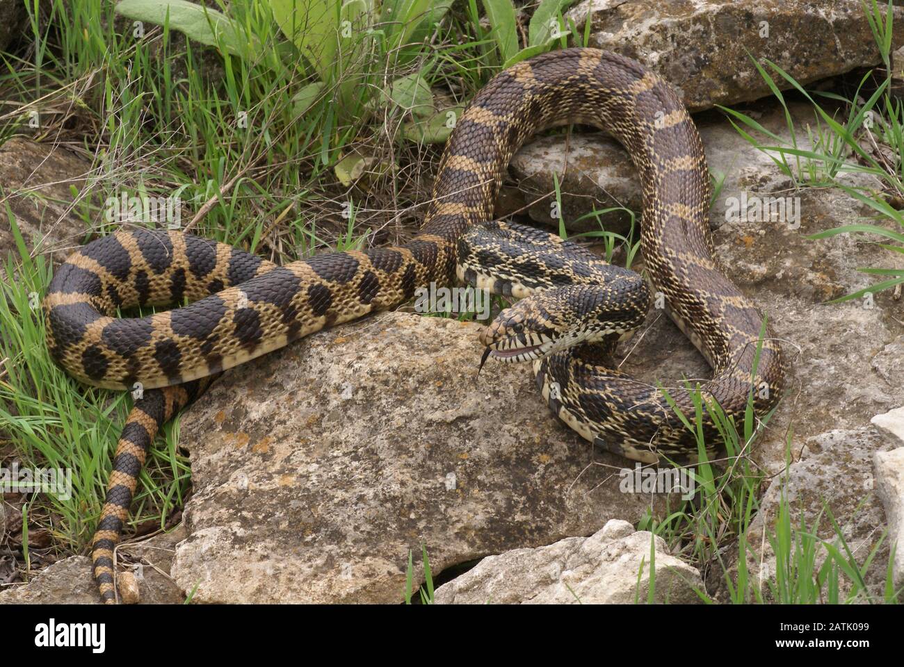 Bull Snake Pituophis catenifer sayi, midwestern USA, by A. B. Sheldon ...