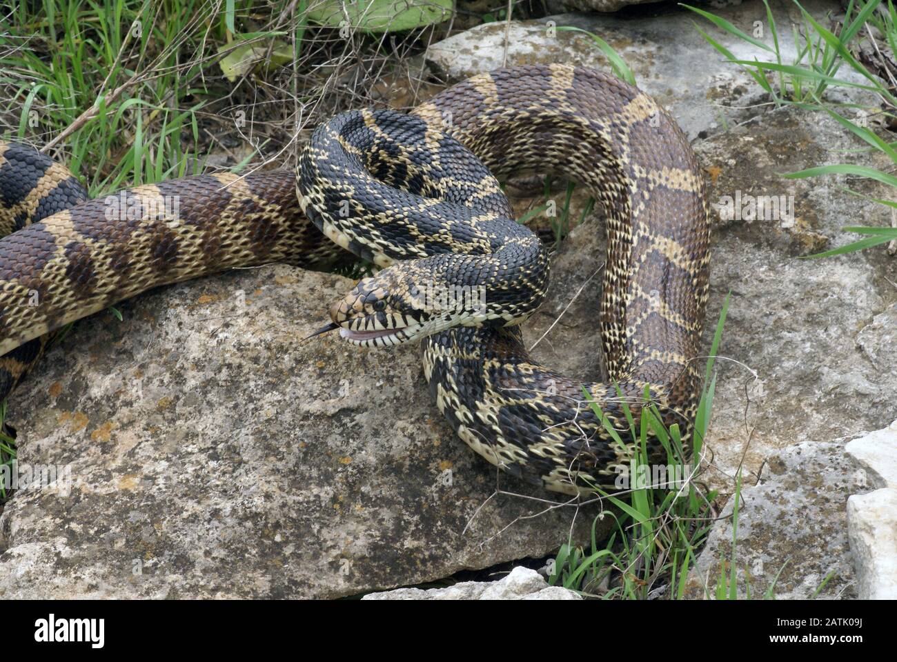 Bull Snake Pituophis catenifer sayi, midwestern USA, by A. B. Sheldon ...
