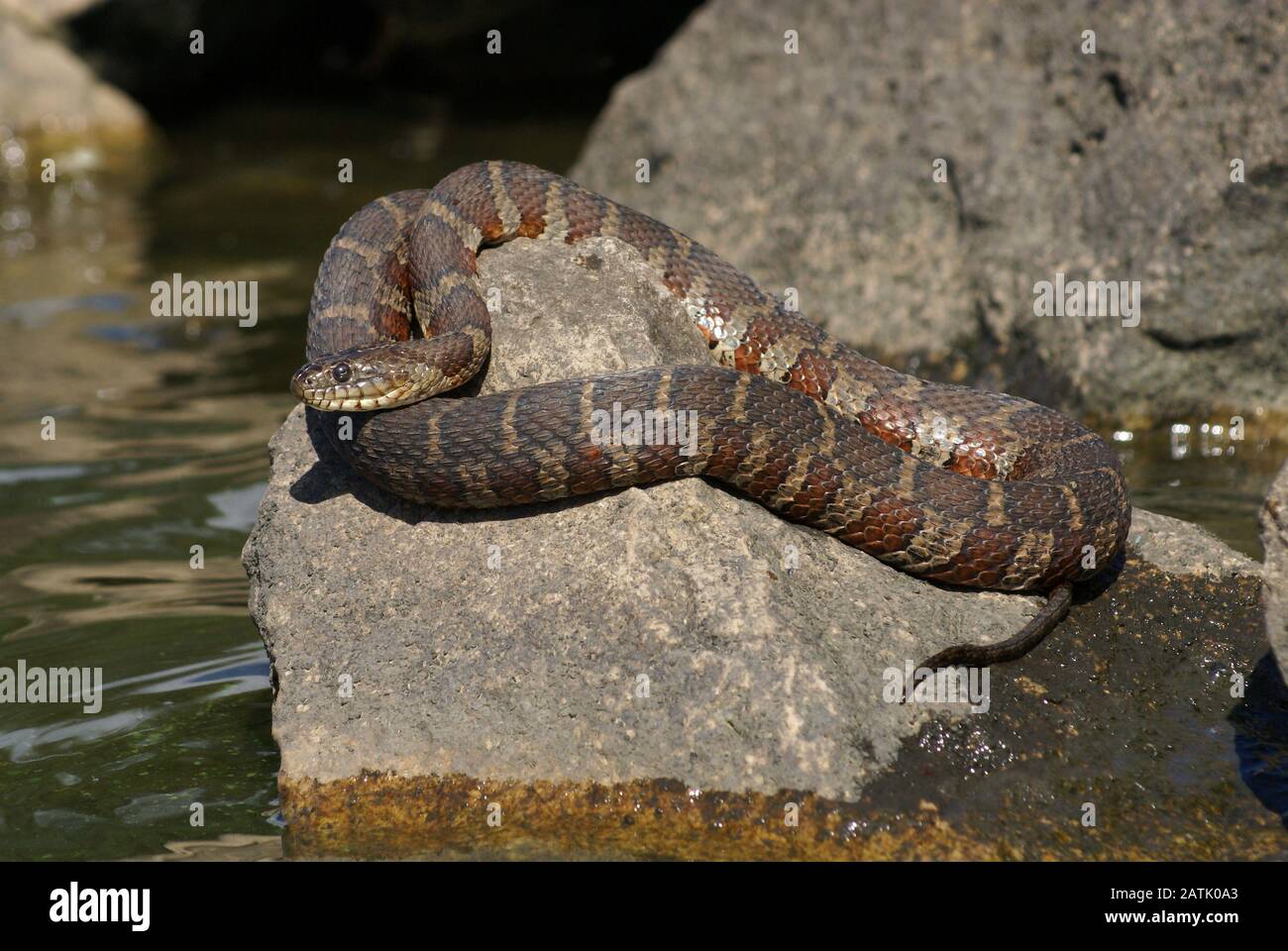 Northern Water Snake