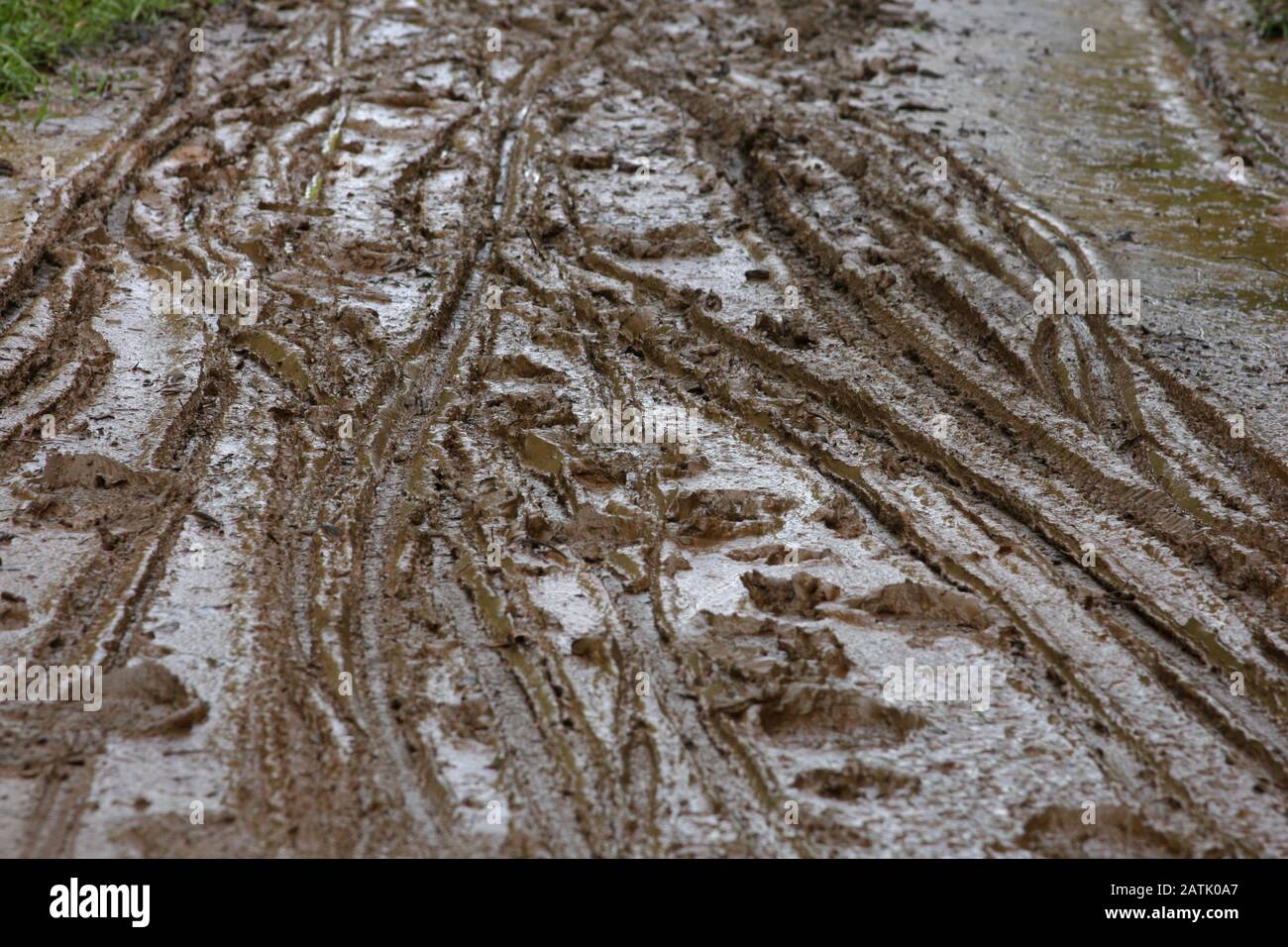 Footprints and bicycle tracks in the mud Stock Photo - Alamy