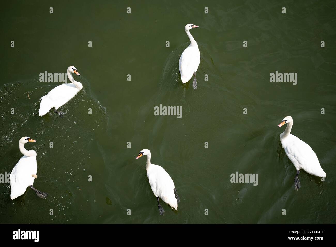 Wild bird. A white swan is floating in the water. Top view on wild swan ...