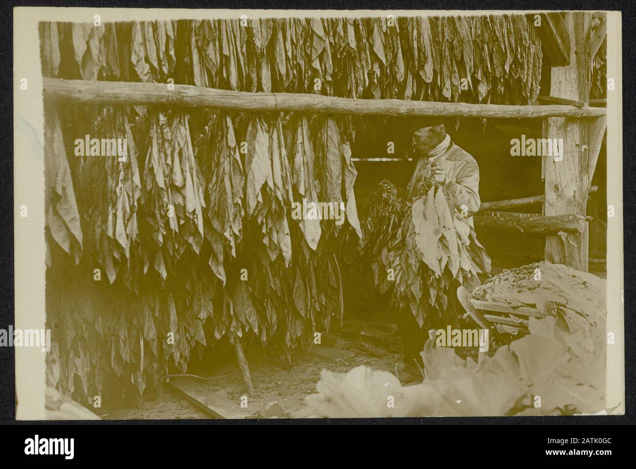 Description: A look inside a dry barn with tobacco leaves. Date: {1914 ...
