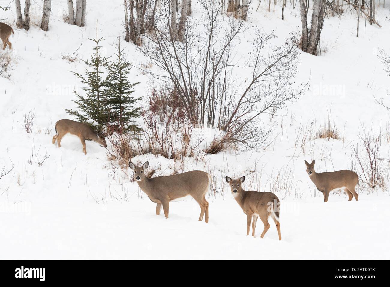 Seasons of the whitetail hi-res stock photography and images - Alamy