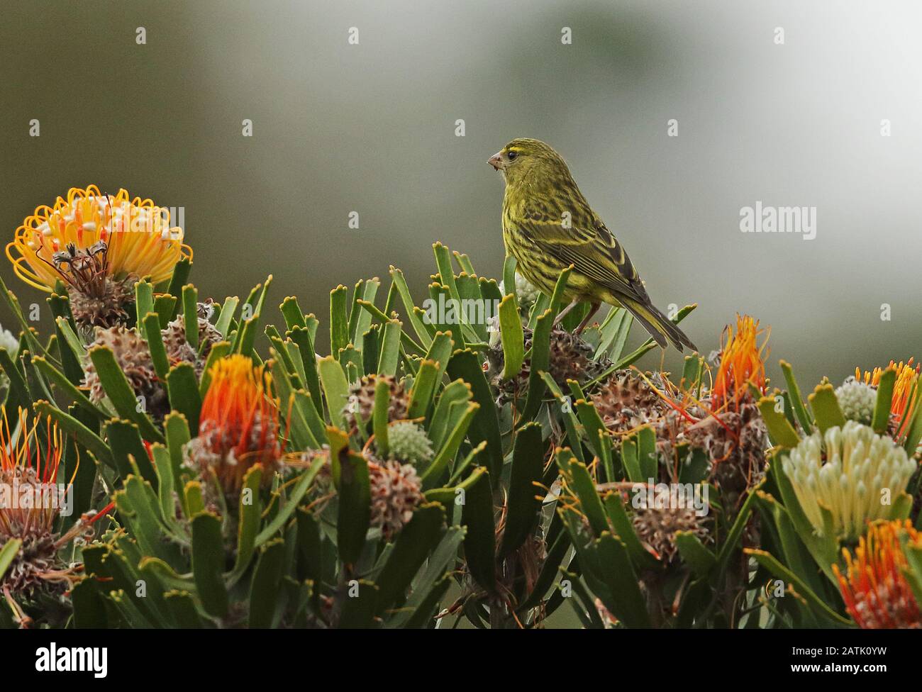 Forest Canary (Crithagra scotops umbrosa) adult female perched on ...