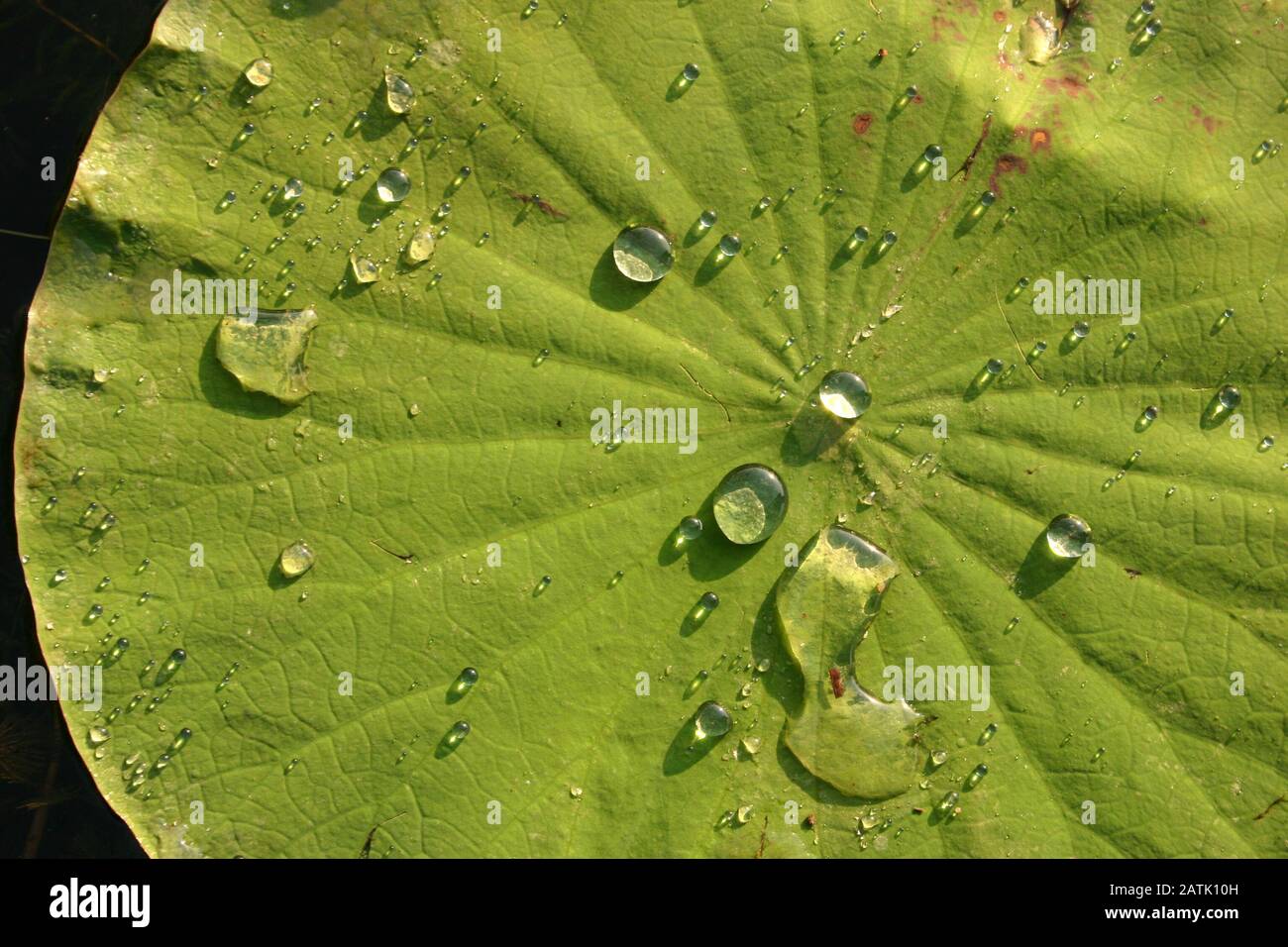 Water drops on the surface of a lotus leaf Stock Photo - Alamy