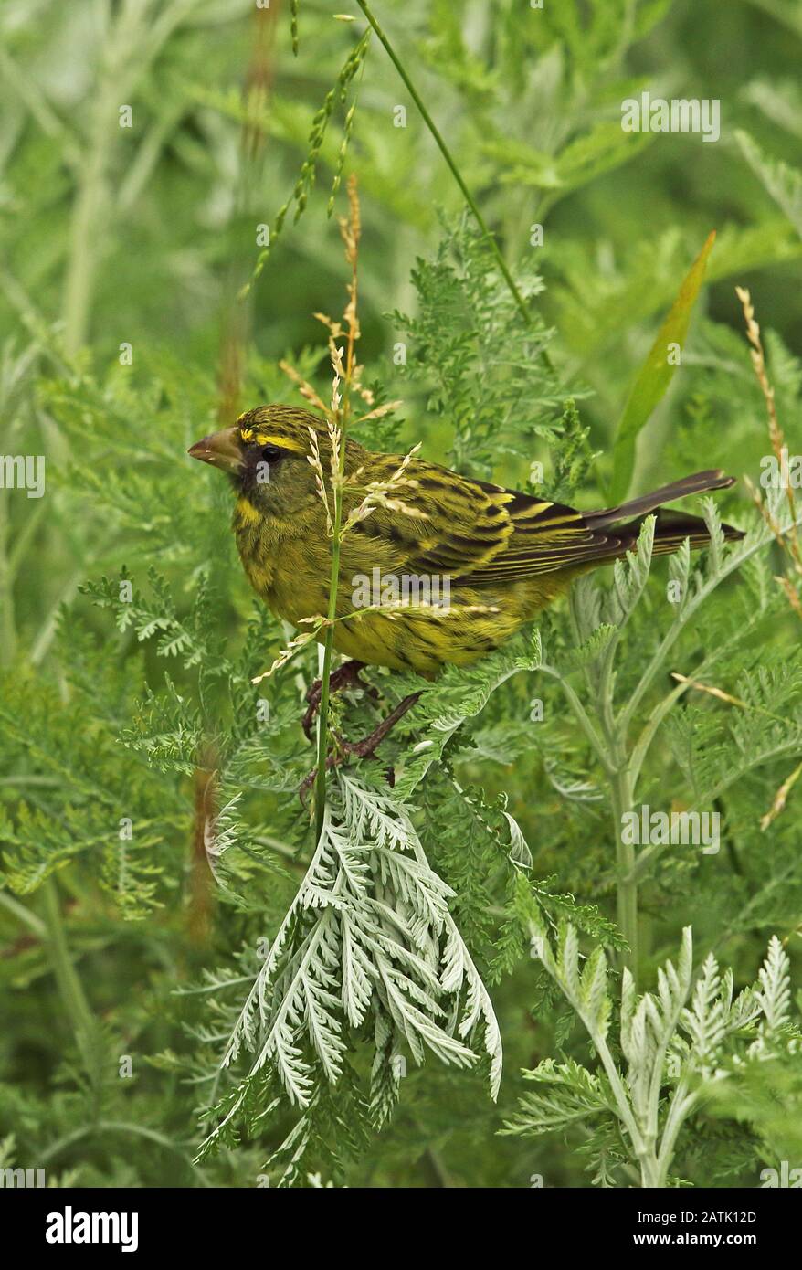 Crithagra scotops hi-res stock photography and images - Alamy