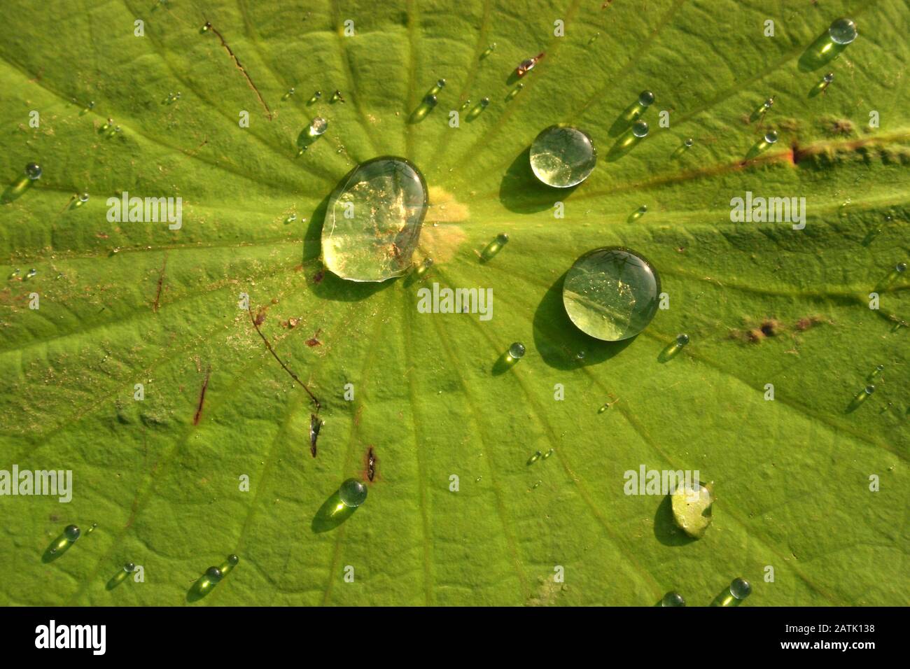 Water drops on the surface of a lotus leaf Stock Photo - Alamy