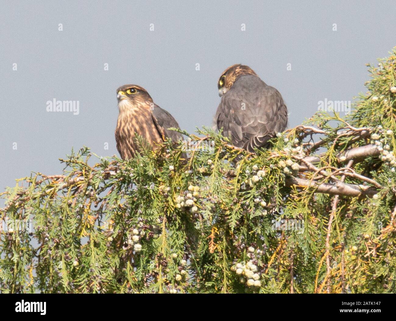 Breeding pair of peregrine falcons hi-res stock photography and images ...