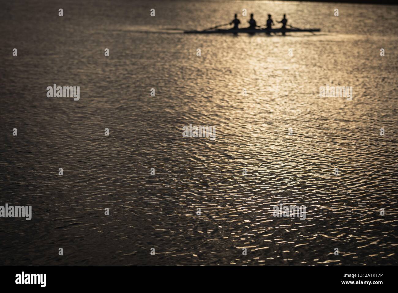Female rowing team training on a river at the sunset Stock Photo - Alamy