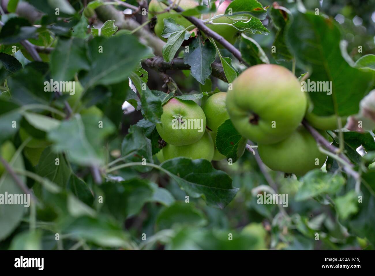 Perfect home for insects hi-res stock photography and images - Alamy