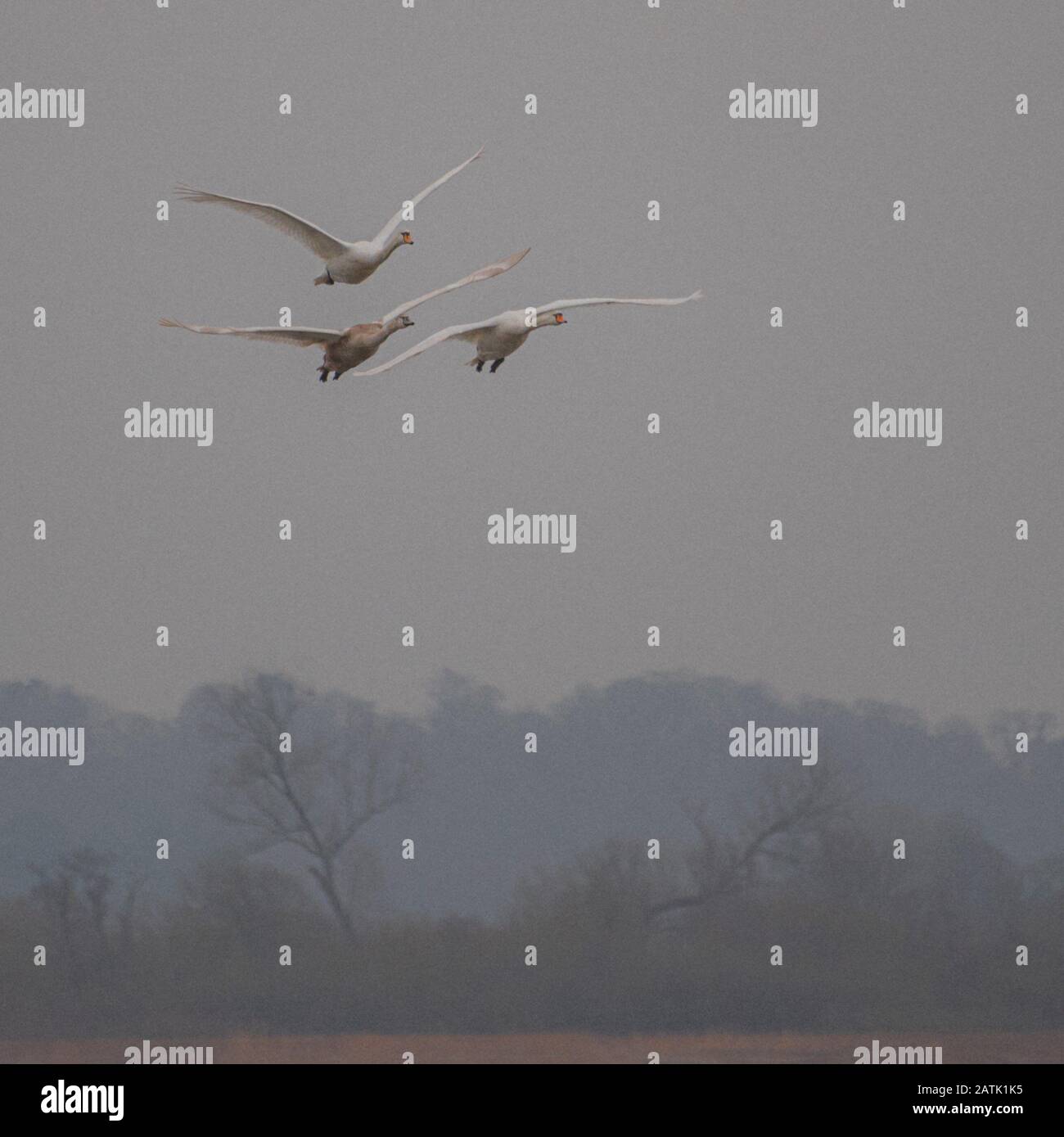Birds in flight mist hi-res stock photography and images - Alamy