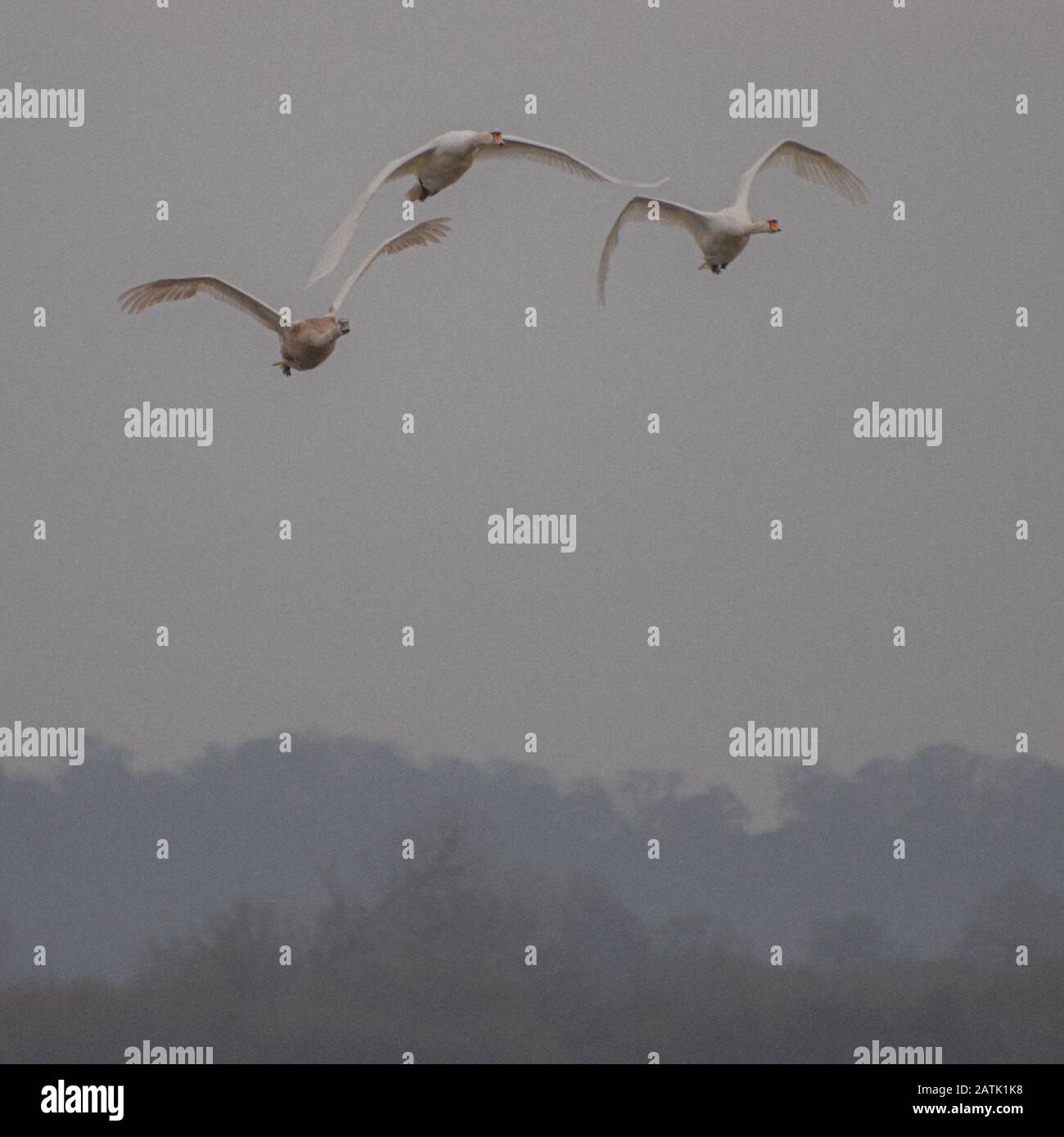 Three swans flying/ in flight Stock Photo - Alamy