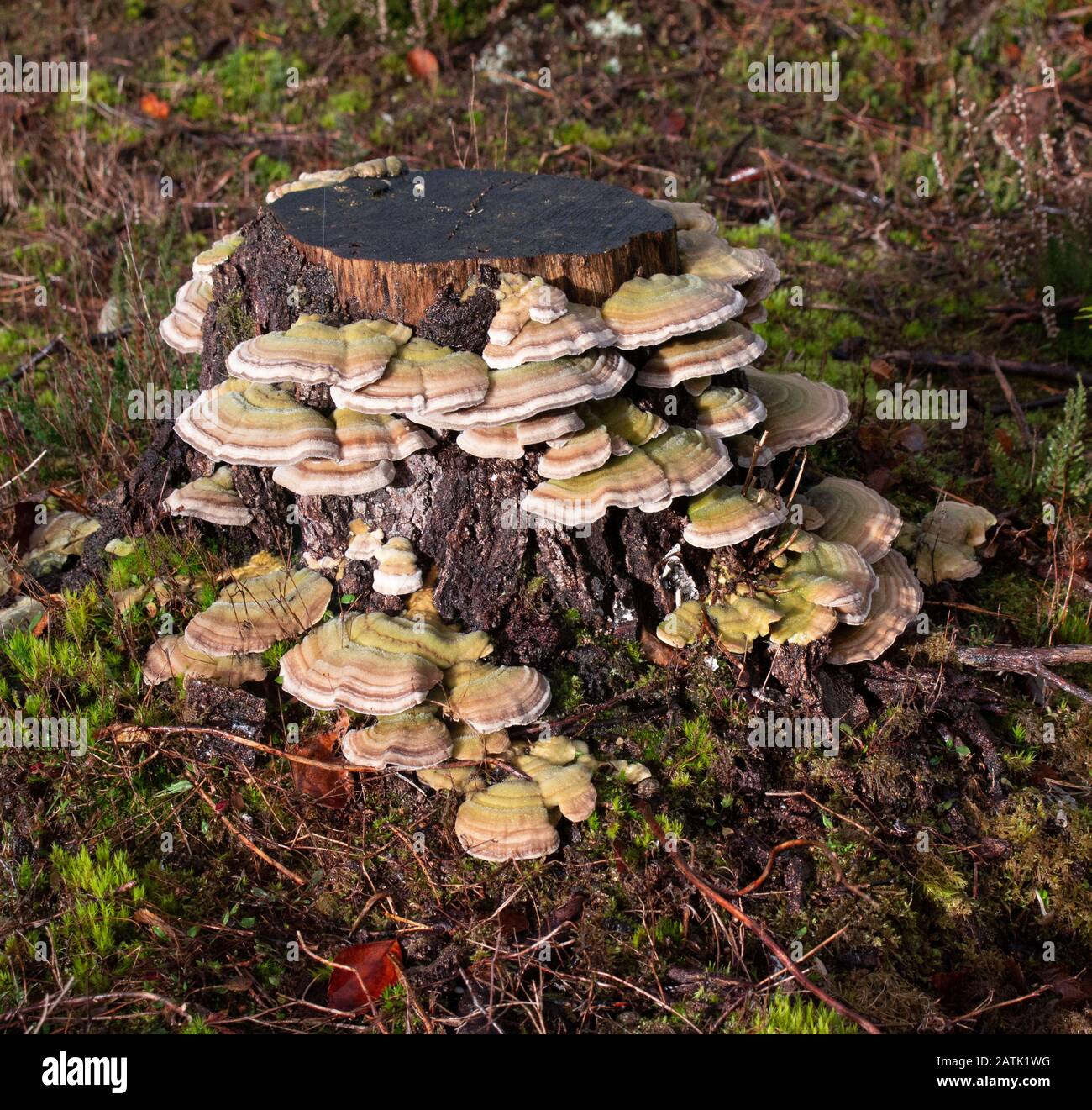 Farnham common nature reserve hi-res stock photography and images - Alamy