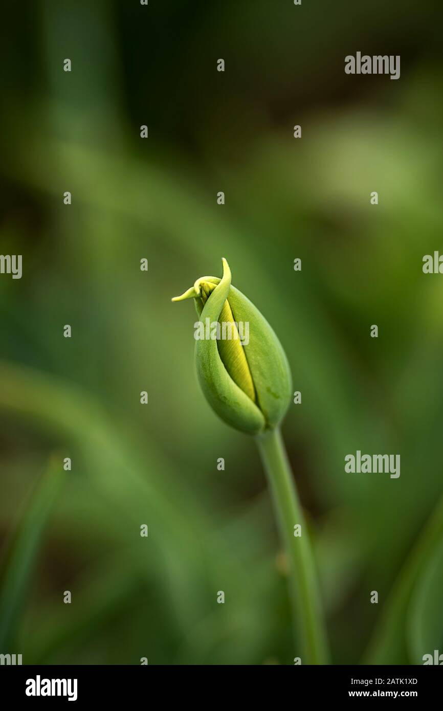 Tulip onion hi-res stock photography and images - Alamy