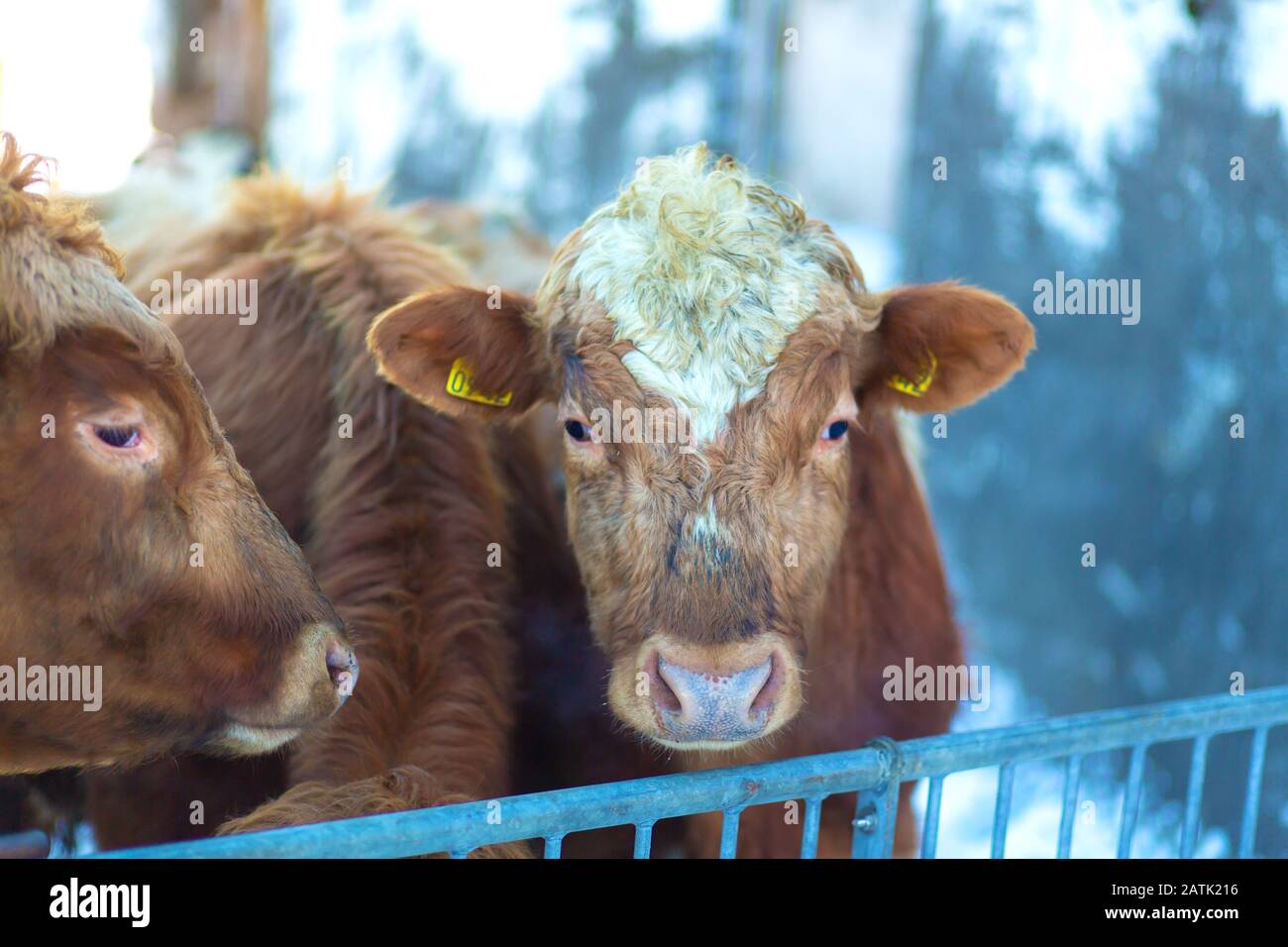 Icelandic cow hi-res stock photography and images - Alamy