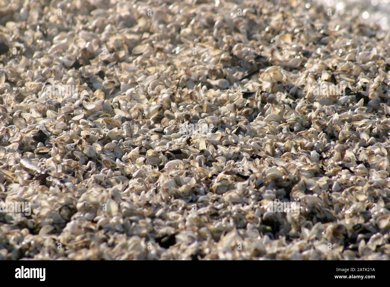 Marine deposit hi-res stock photography and images - Alamy