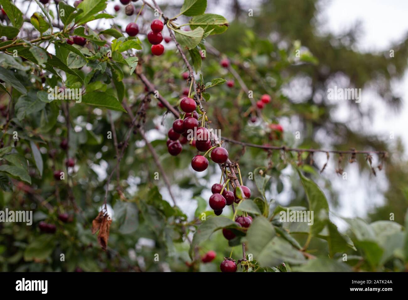 Sour fruit tree hi-res stock photography and images - Alamy