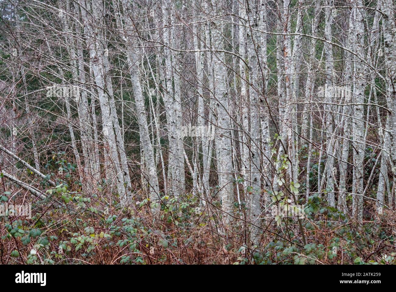 The trunks of bare red alder trees in winter form strong vertical lines between a foreground of ...