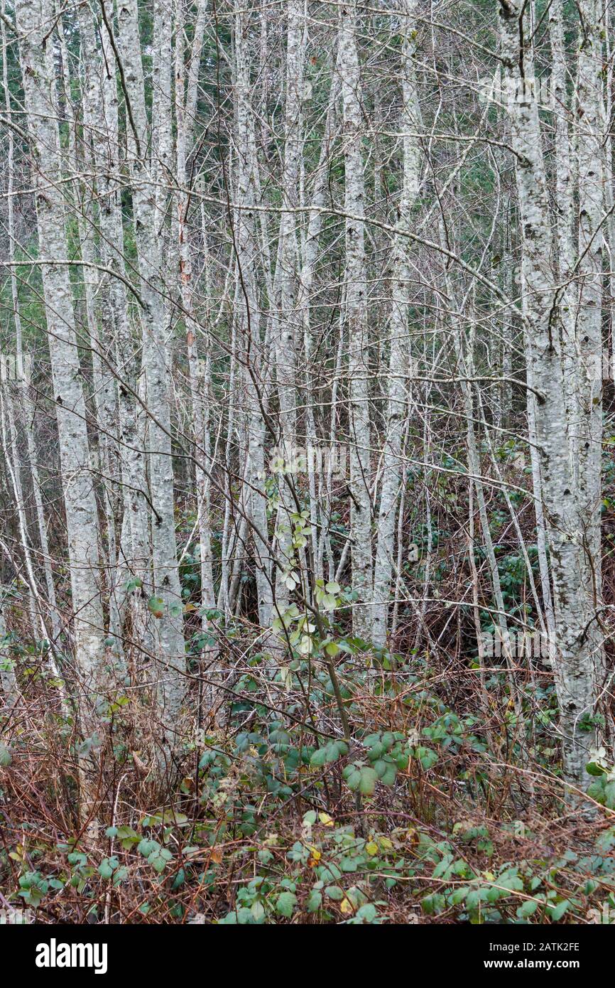 The trunks of bare red alder trees in winter form strong vertical lines between a foreground of ...