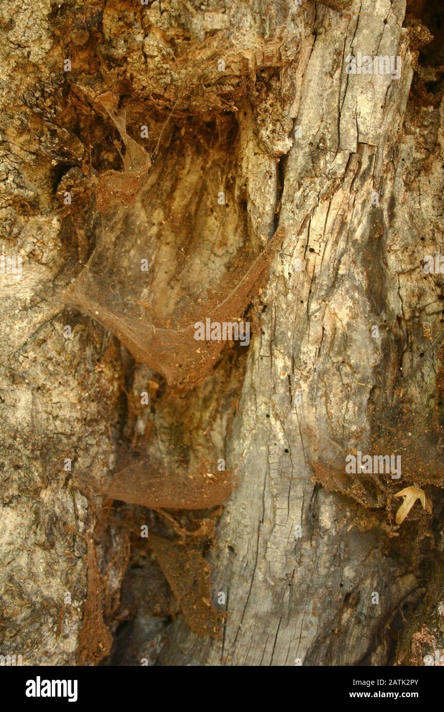 Cobwebs on rotten tree Stock Photo - Alamy