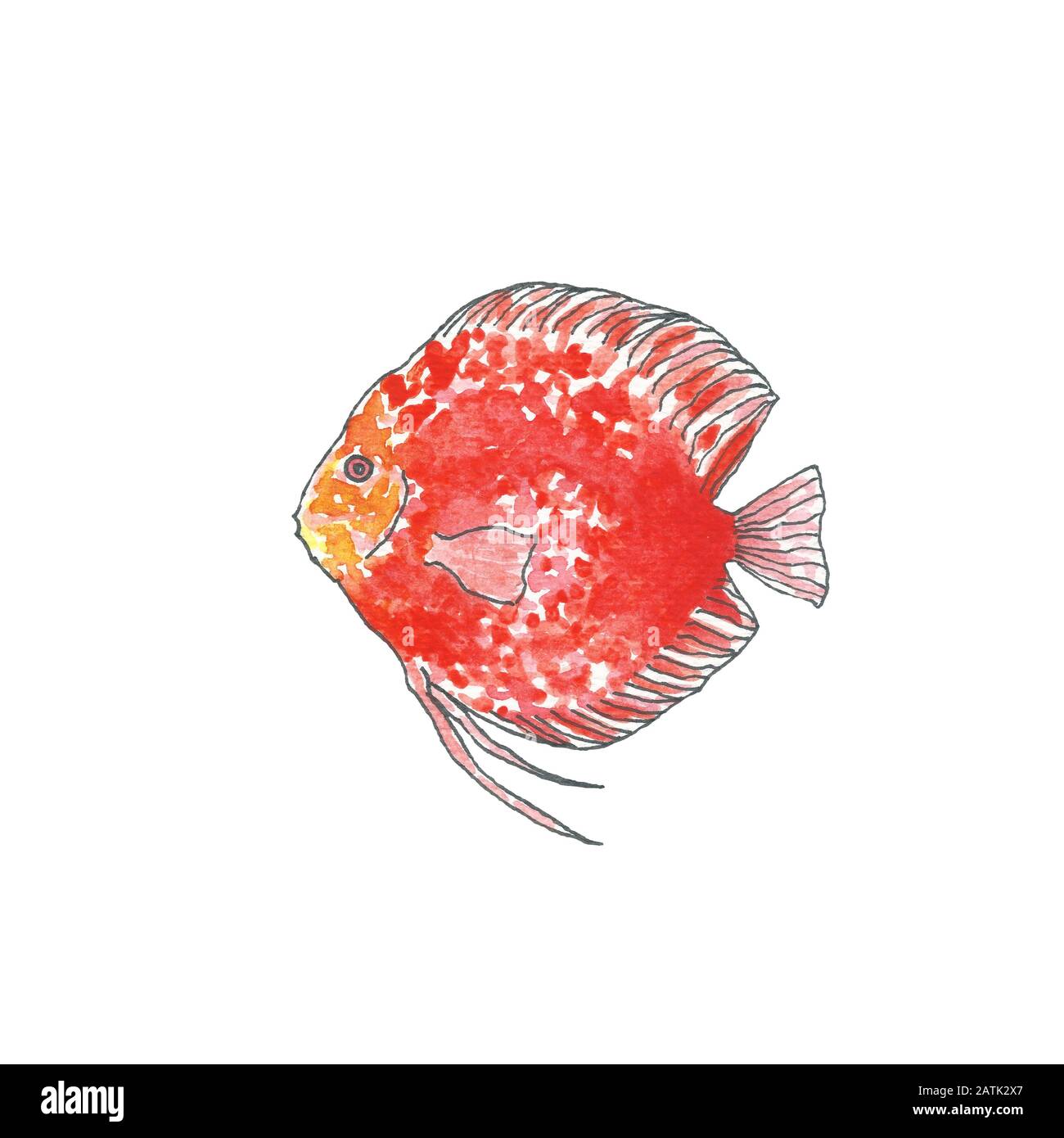 Discus Fish Tank Design