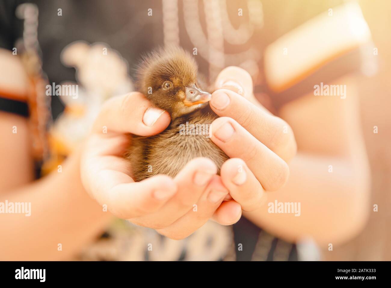 Rescue of duckling bird from forest fires in hands person Stock Photo ...