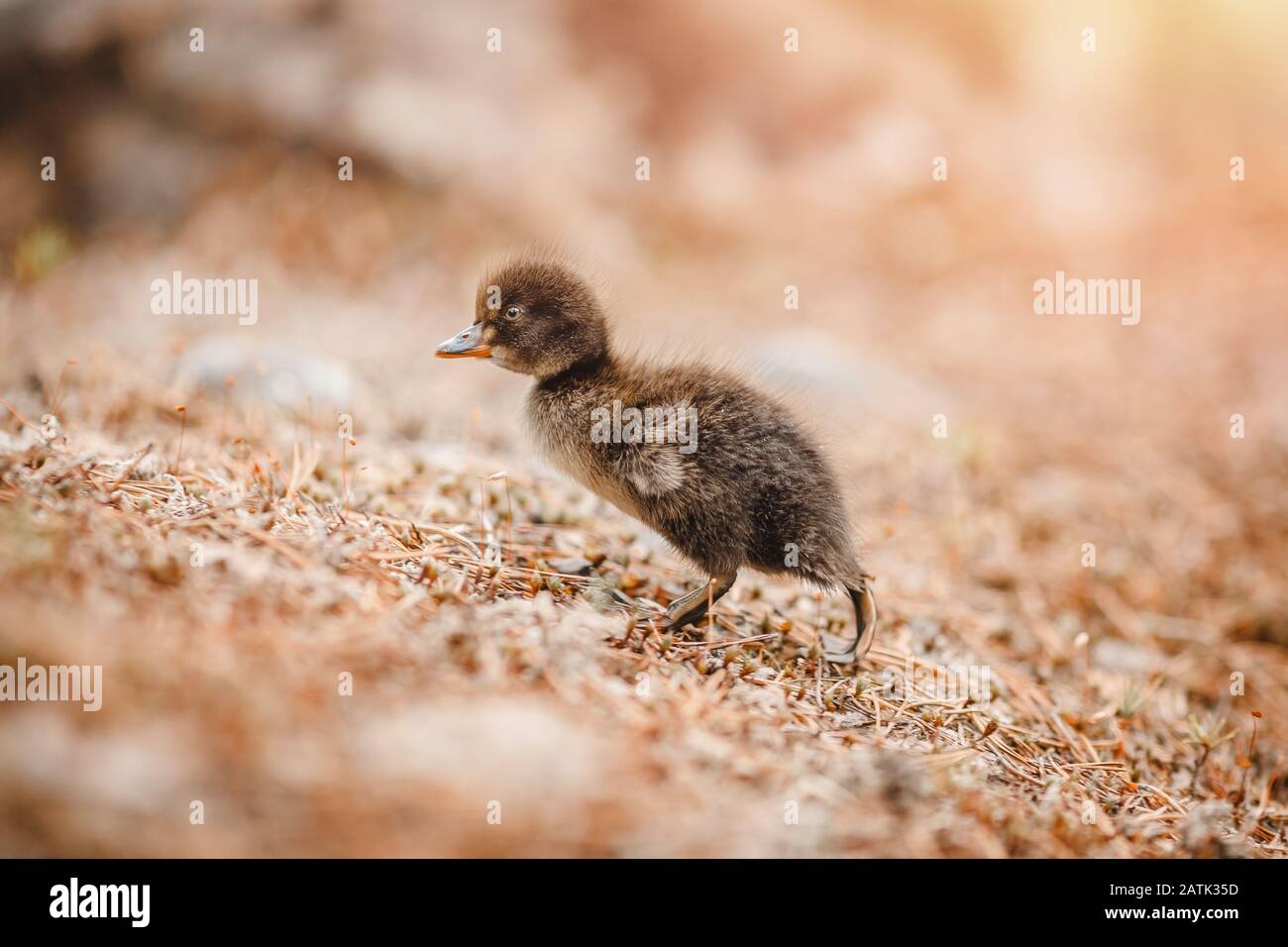 chick duck is sitting in grass of forest, rescue from fire and ...