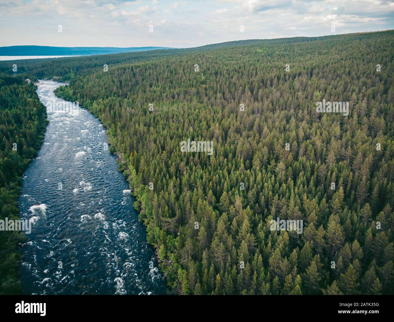 Mountain river with rapids and waterfalls coniferous forest in summer ...