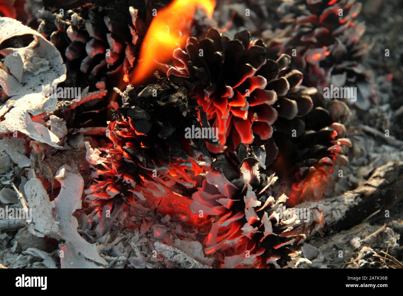 Fire cones hi-res stock photography and images - Alamy