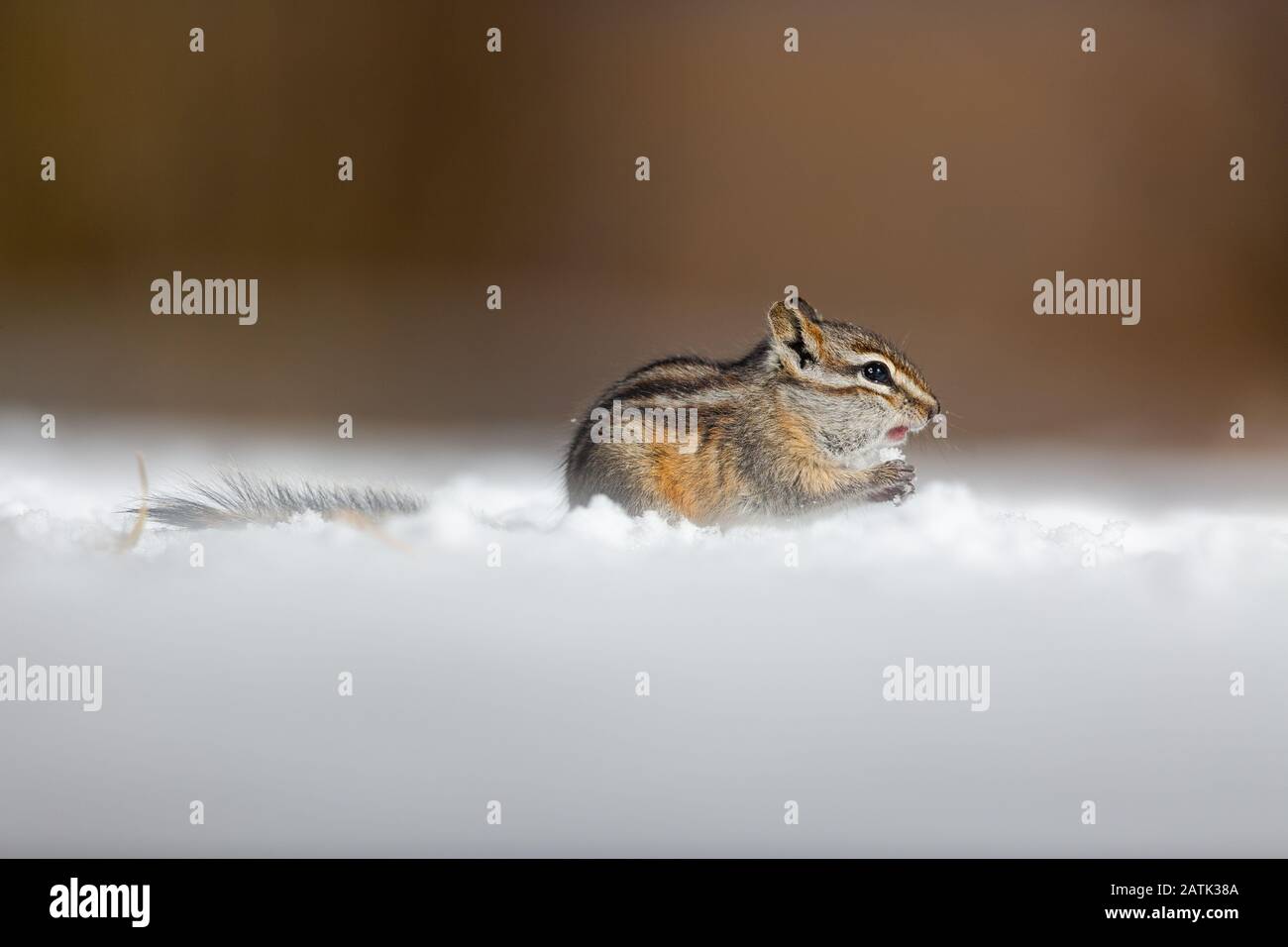 Chipmunks winter hi-res stock photography and images - Alamy
