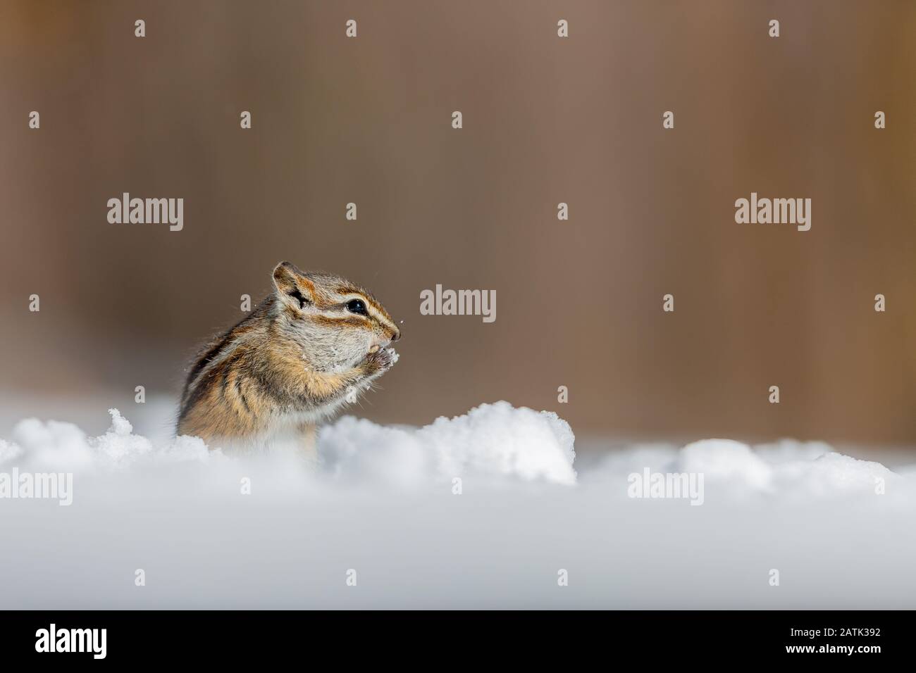 Cute chipmunks hi-res stock photography and images - Alamy